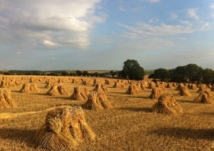 Gallery: Examples of Thatching Jobs In Wiltshire | Allsop Thatching