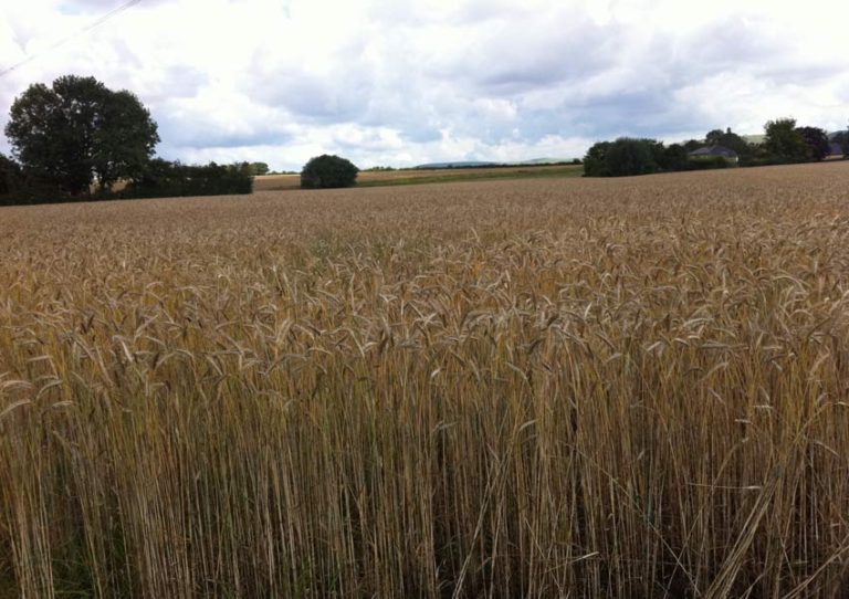 Thatching Supplies: Combed Wheat Reed & Long Straw | Allsop Thatching